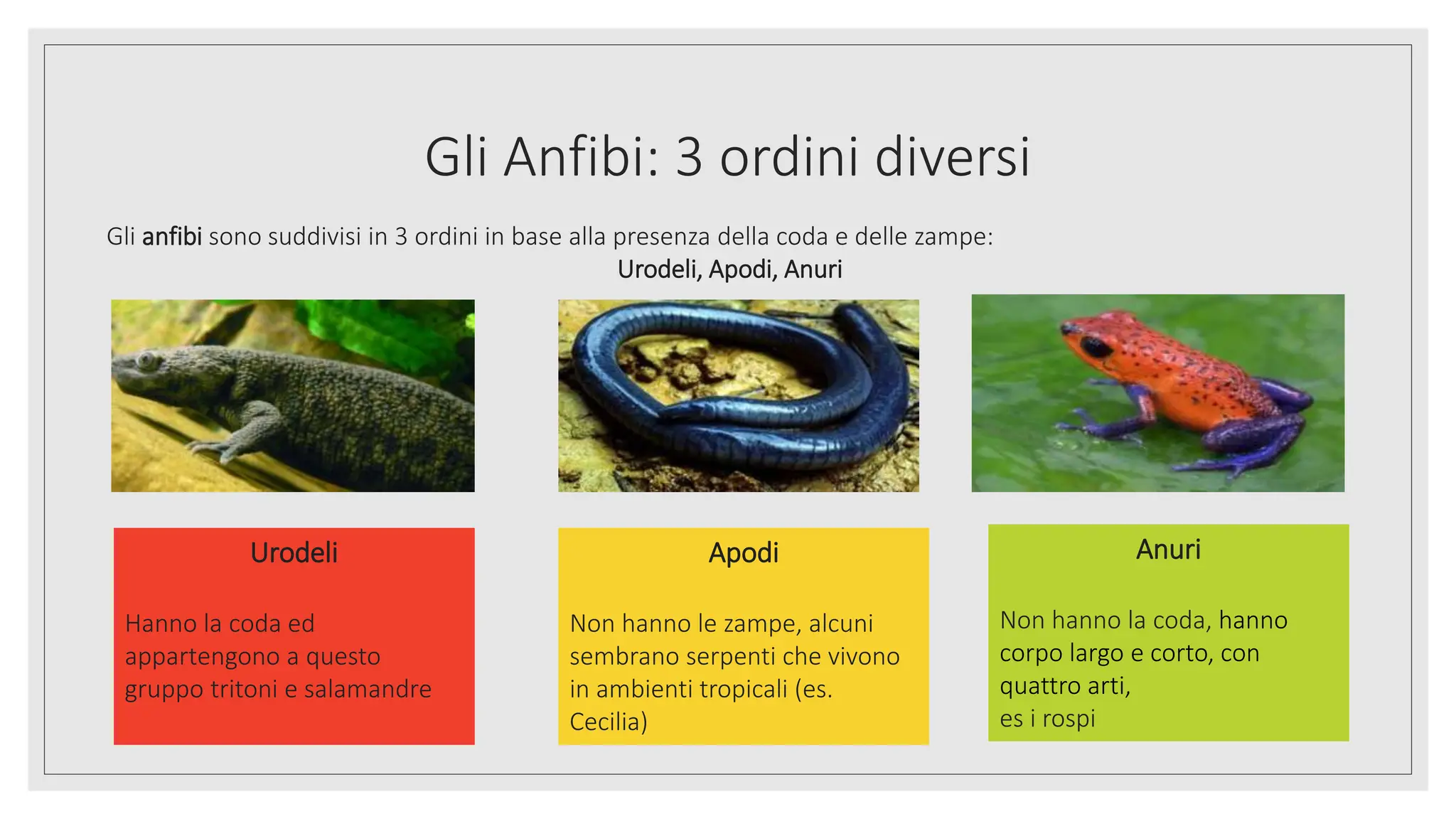 RICERCA_SUGLI ANFIBI PER LA PRIMA MEDIA. | PPTX