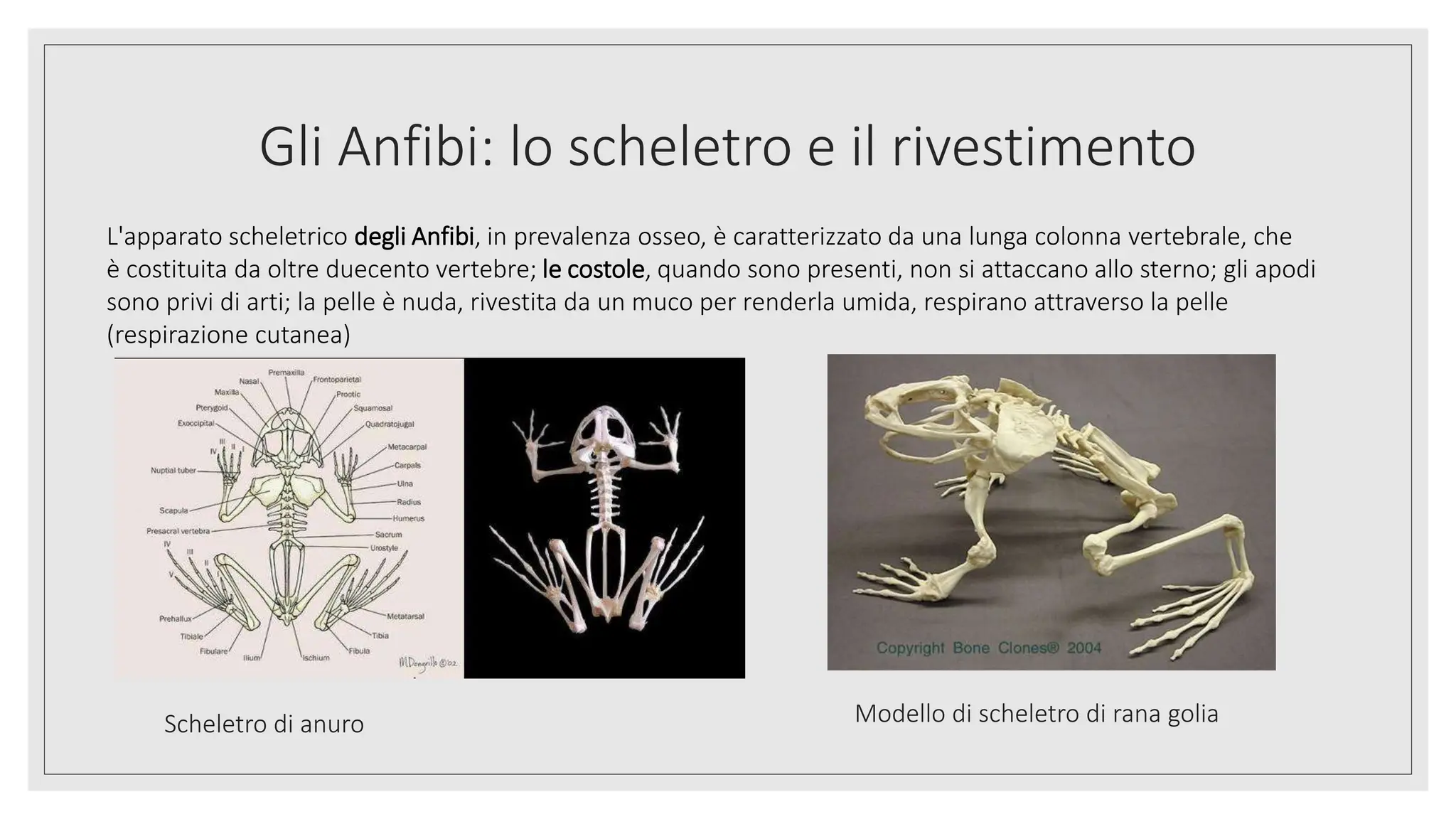 RICERCA_SUGLI ANFIBI PER LA PRIMA MEDIA. | PPTX