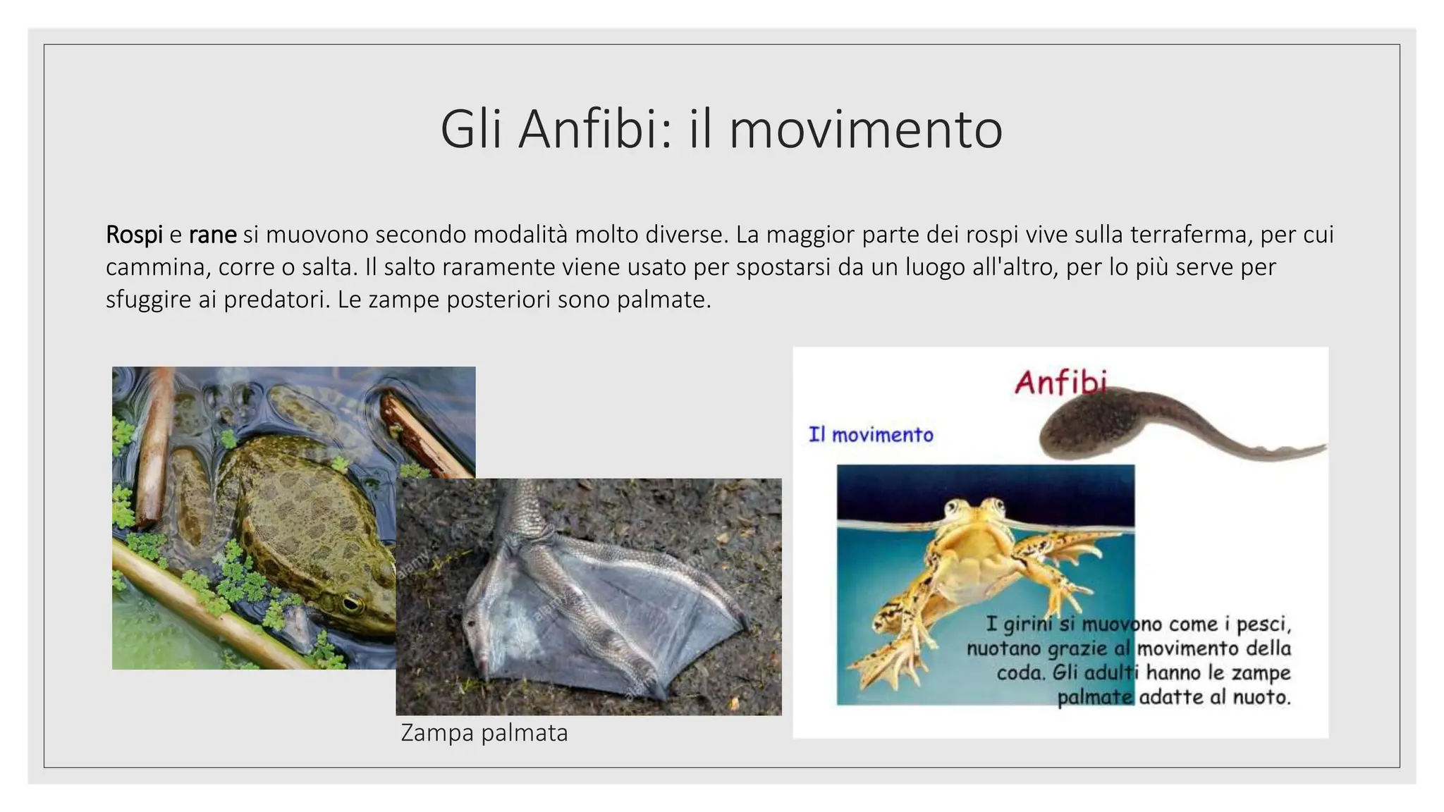 RICERCA_SUGLI ANFIBI PER LA PRIMA MEDIA. | PPTX