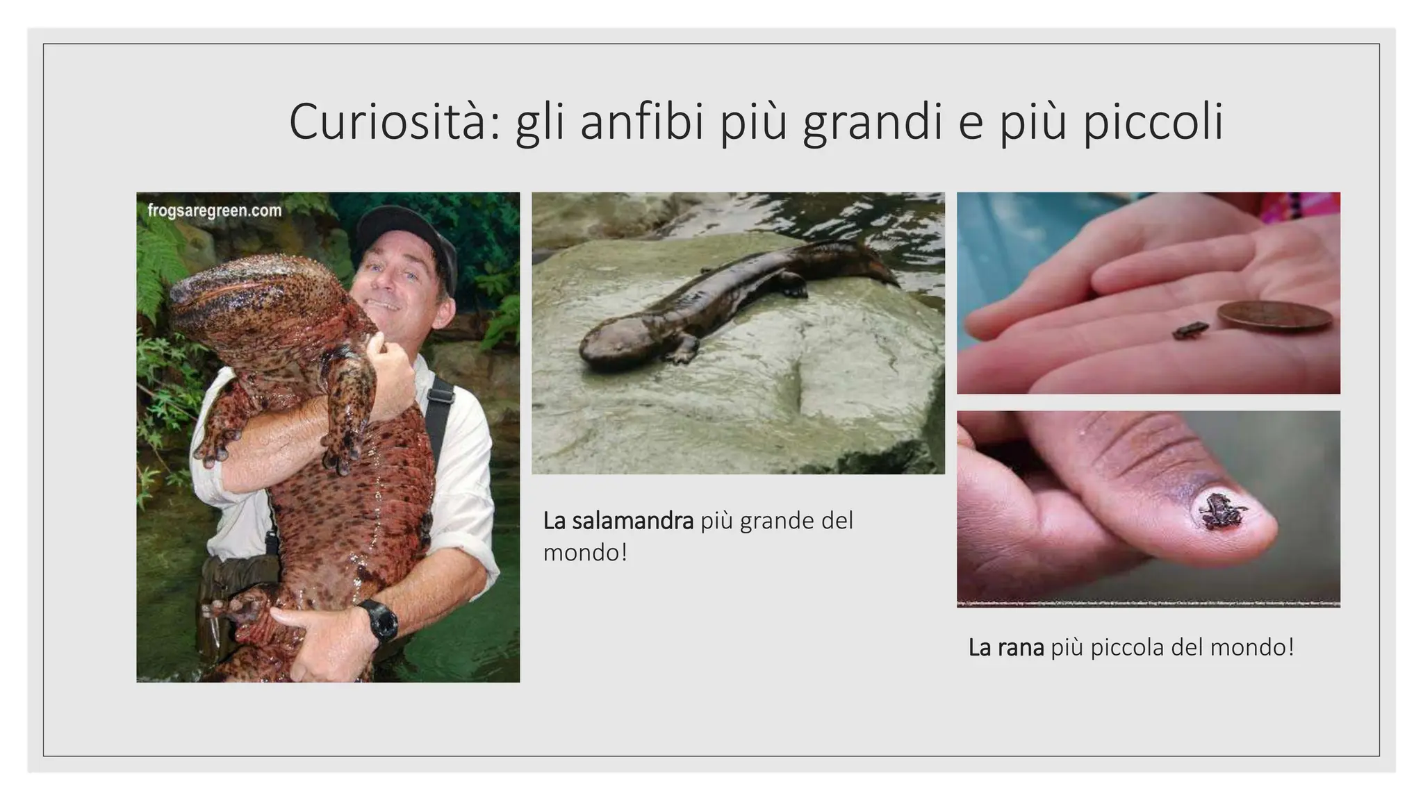 RICERCA_SUGLI ANFIBI PER LA PRIMA MEDIA. | PPTX