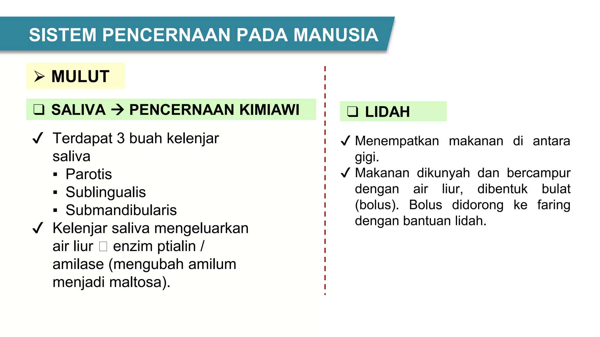 8 IPA - SISTEM PENCERNAAN MANUSIA.pptx