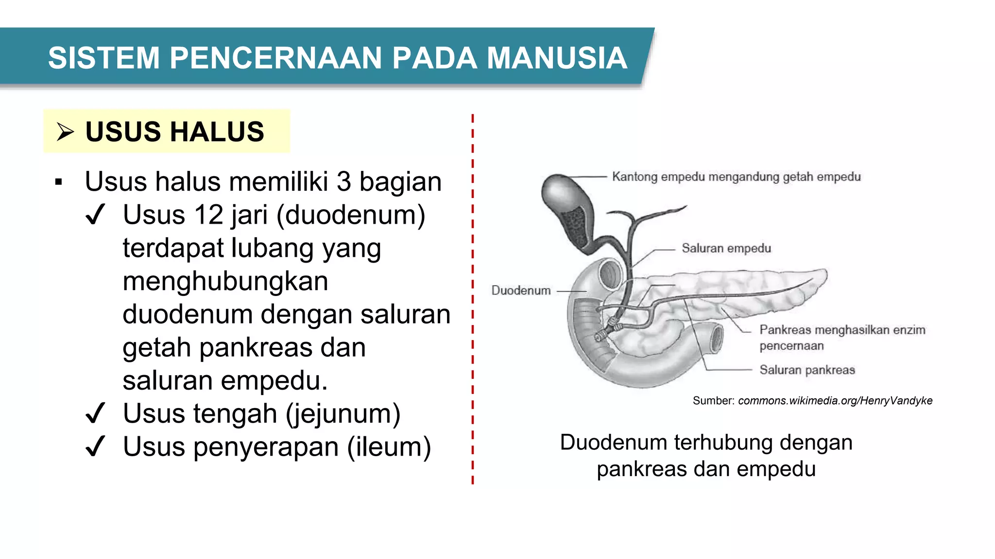 8 IPA - SISTEM PENCERNAAN MANUSIA.pptx