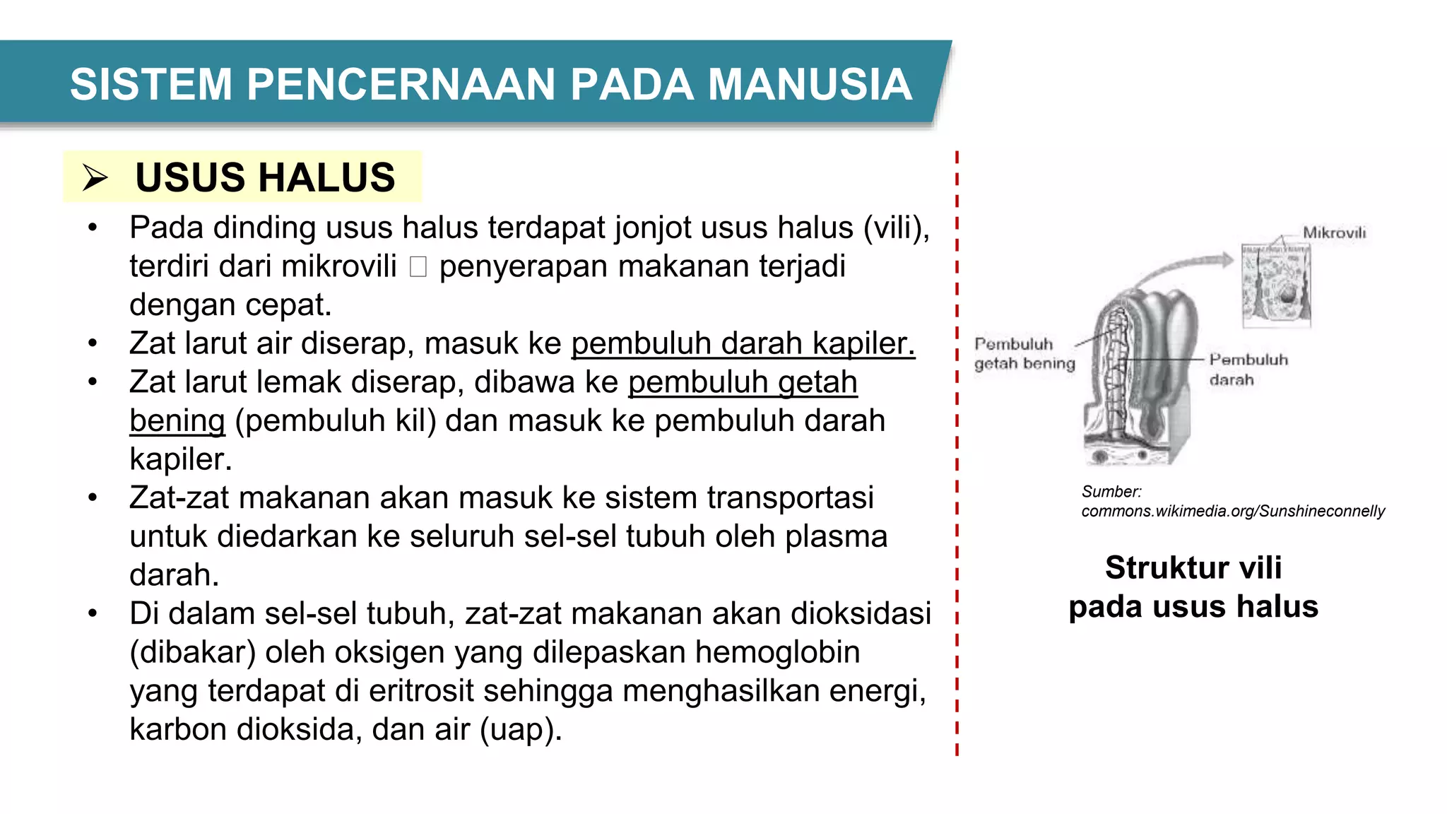 8 IPA - SISTEM PENCERNAAN MANUSIA.pptx