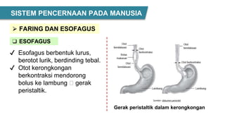8 IPA - SISTEM PENCERNAAN MANUSIA.pptx