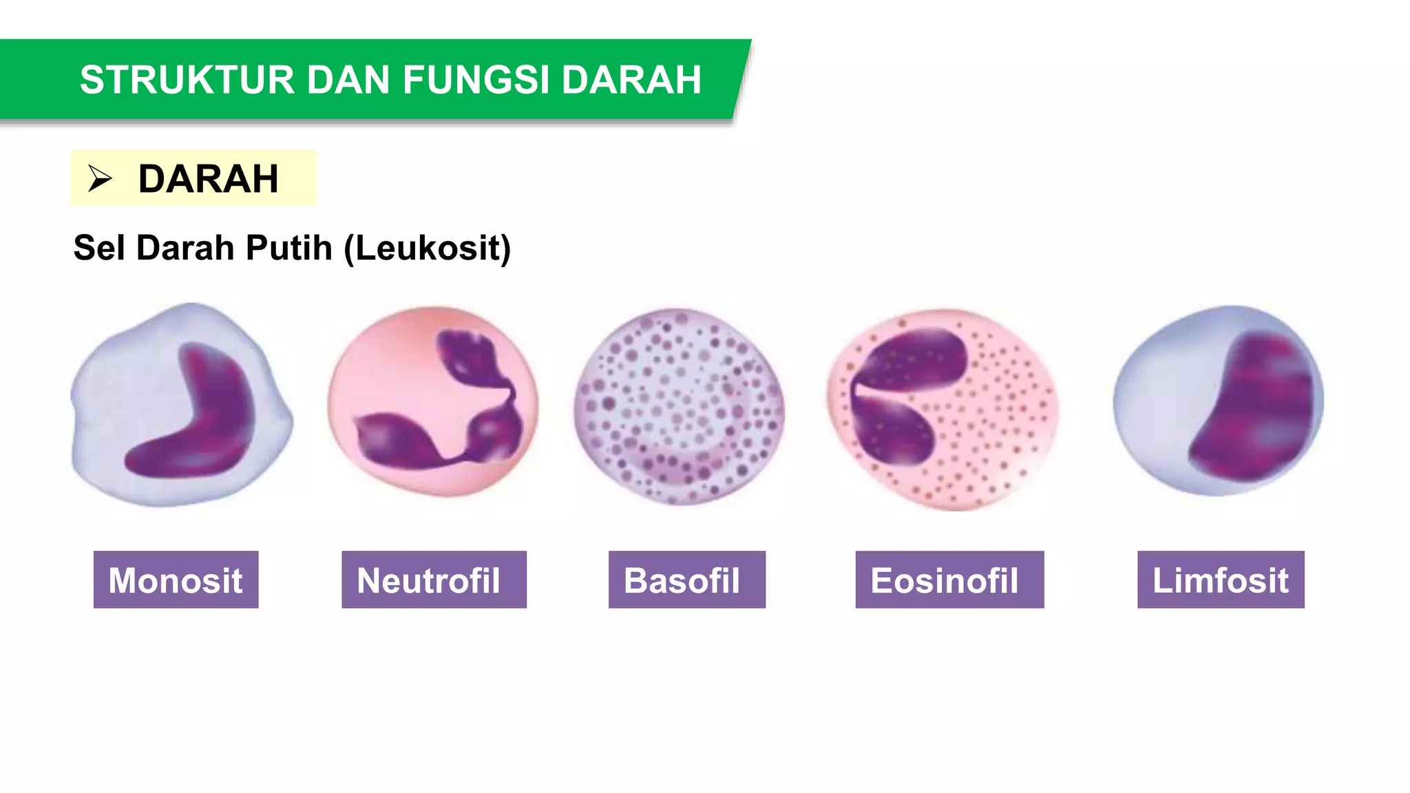 8 IPA - SISTEM PEREDARAN DARAH MANUSIA.pptx