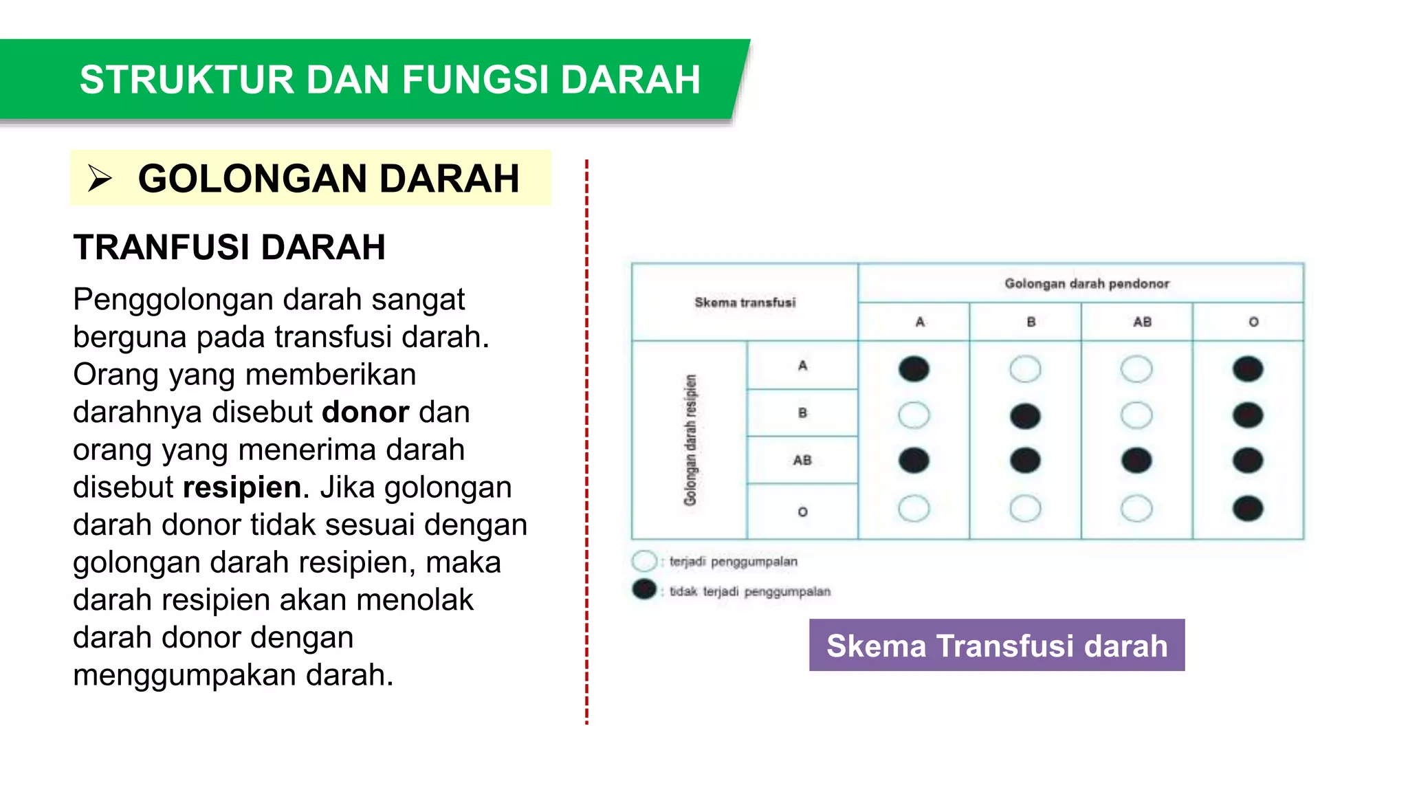 8 IPA - SISTEM PEREDARAN DARAH MANUSIA.pptx