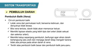 8 IPA - SISTEM PEREDARAN DARAH MANUSIA.pptx