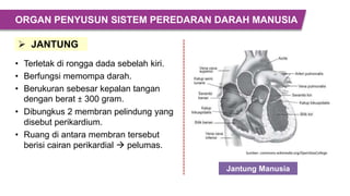 8 IPA - SISTEM PEREDARAN DARAH MANUSIA.pptx