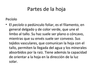 la hoja | PPT