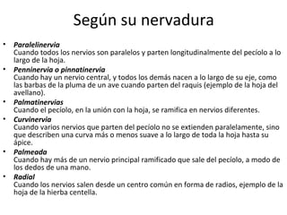 la hoja | PPT