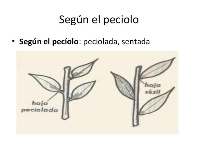 la hoja
