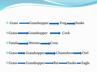 Food chain | PPT