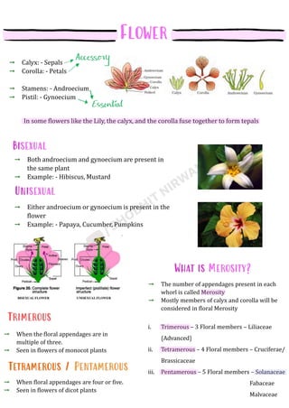 Morphology_of_Flowering_Plants_Shobhit_Nirwan.pdf class 11th biology | PDF