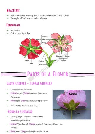 Morphology_of_Flowering_Plants_Shobhit_Nirwan.pdf class 11th biology | PDF