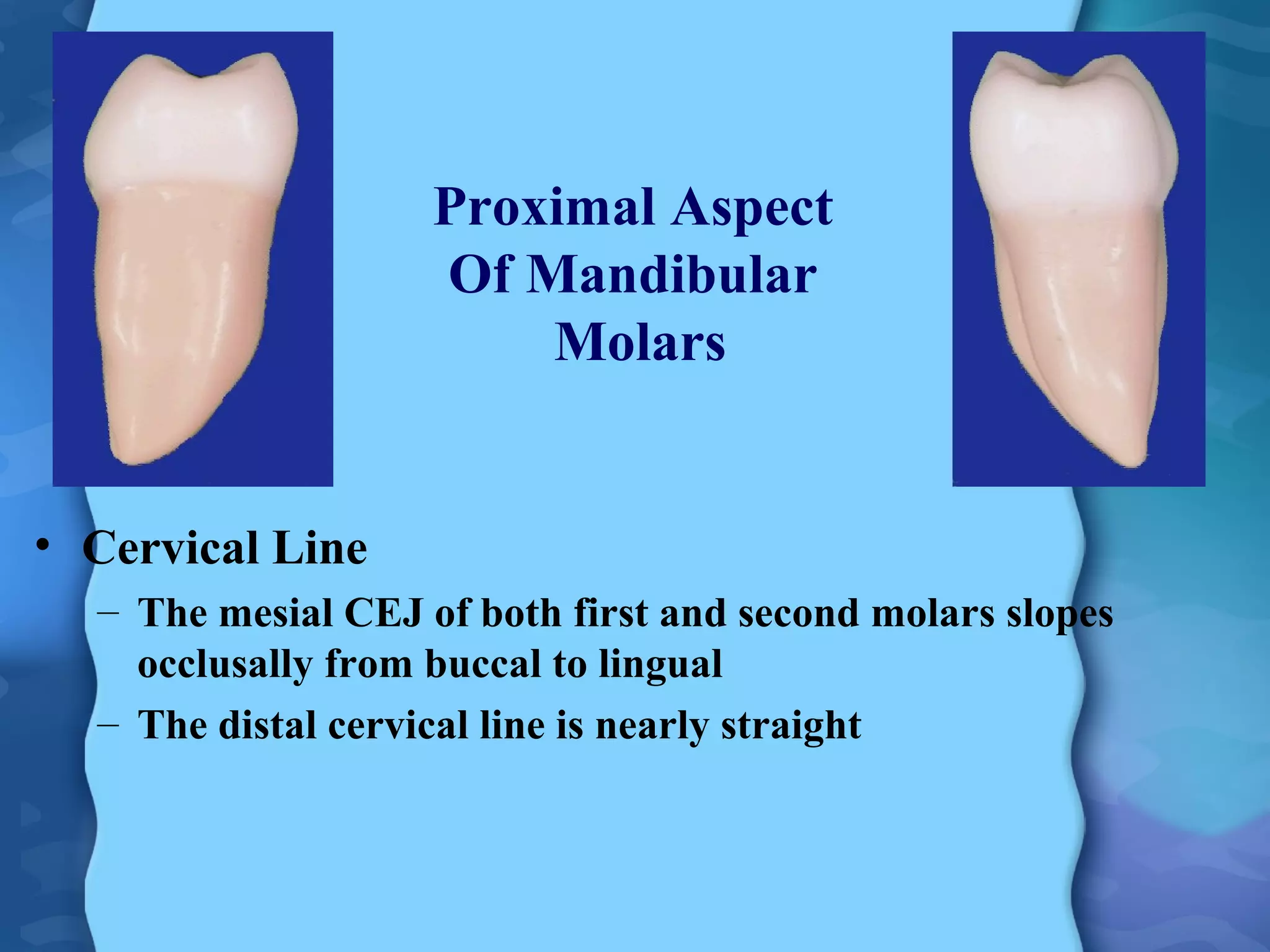 Mandibular Molars | PPT