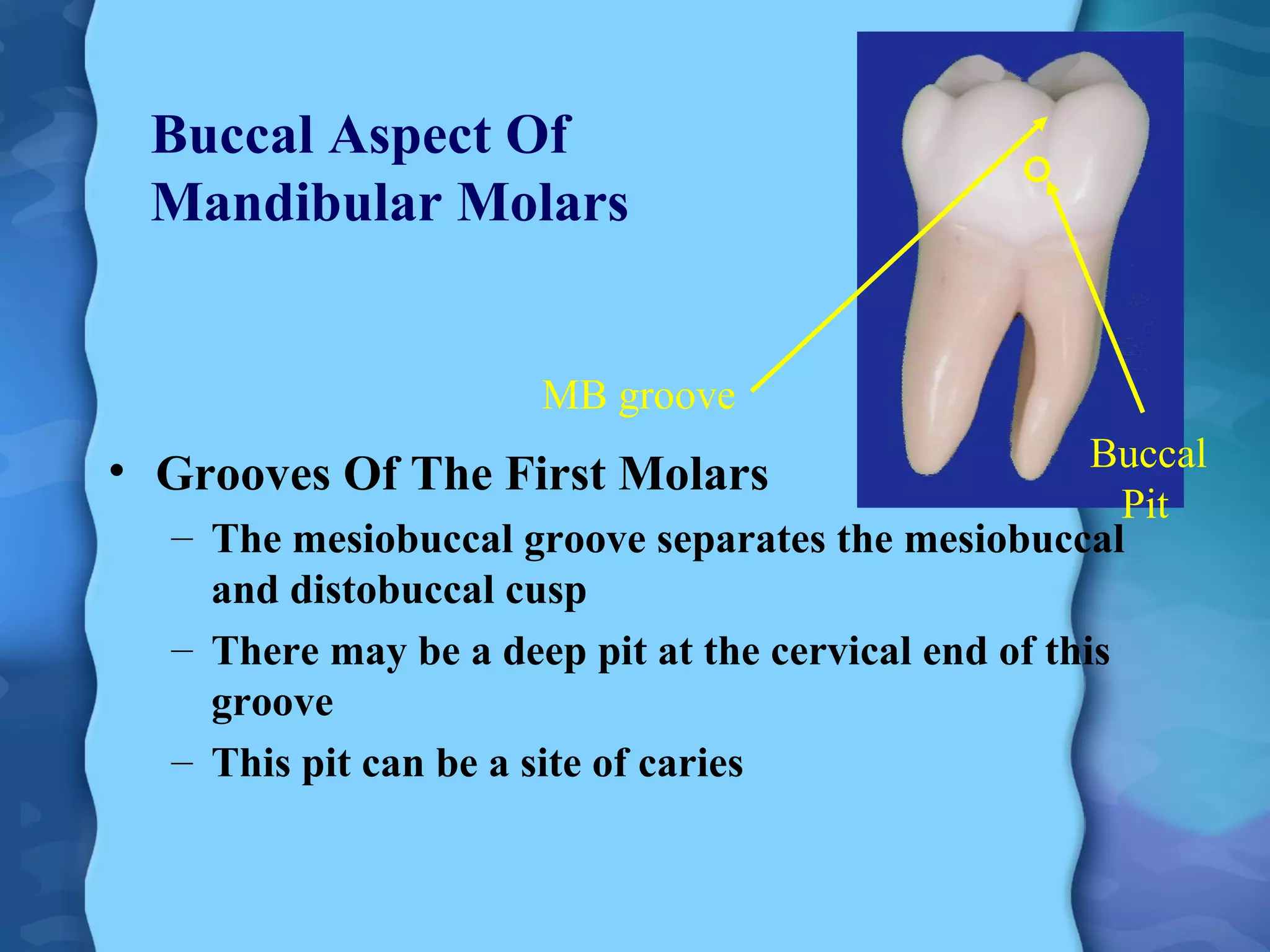 Mandibular Molars | PPT