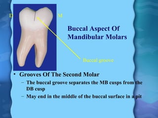 Mandibular Molars | PPT