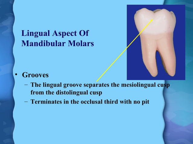 Mandibular Molars | PPT
