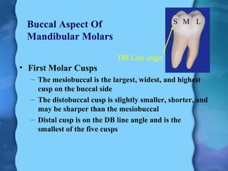 Mandibular Molars | PPT