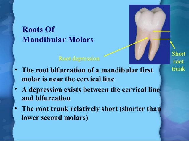 Mandibular Molars