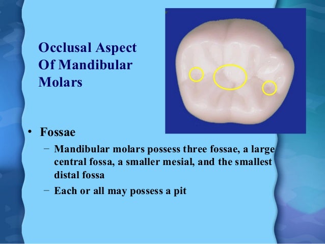 Mandibular Second Molar Anatomy