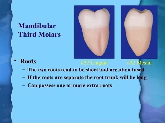 Mandibular Molars