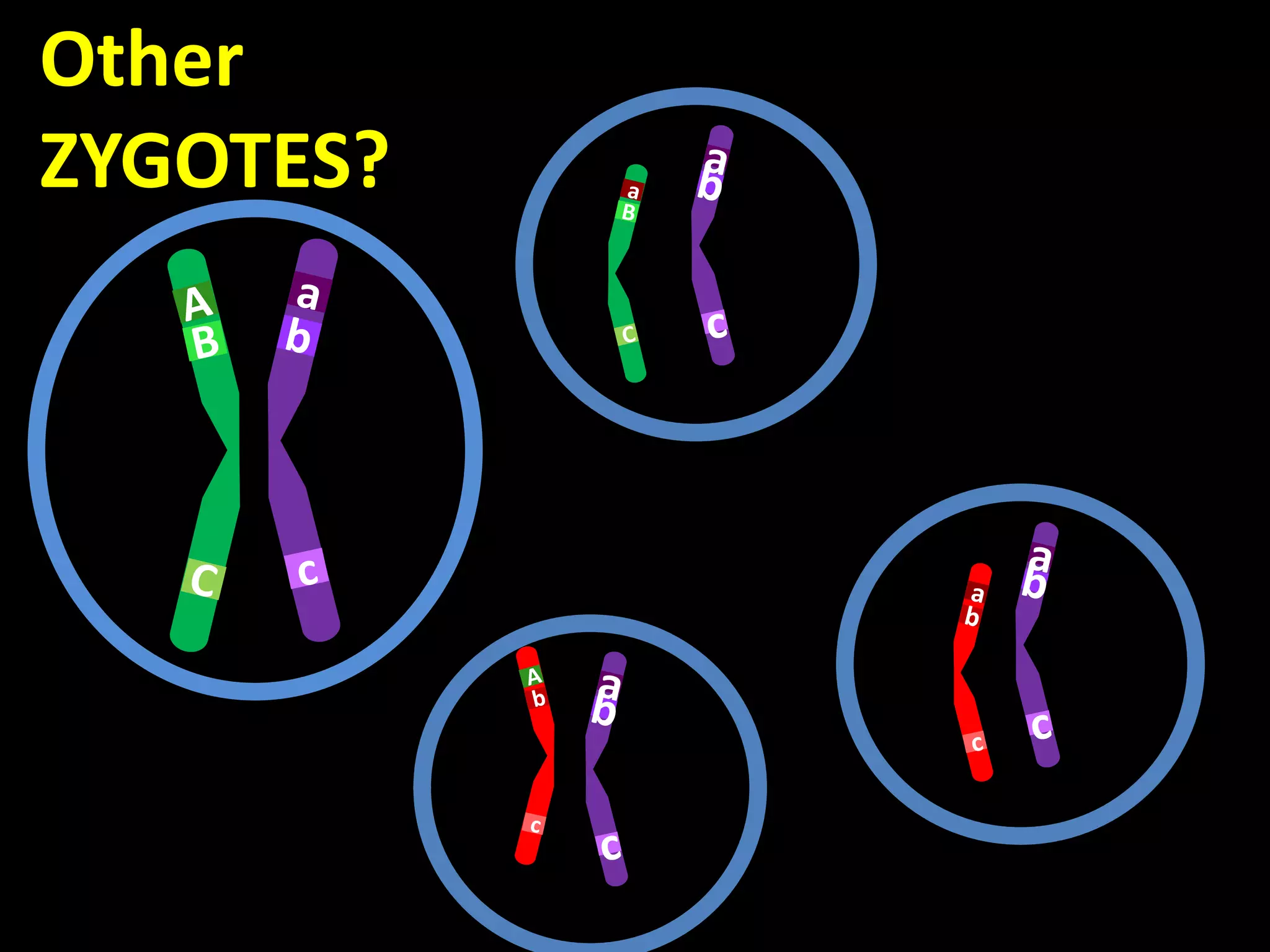 08 Meiosis and genetic diversity | PPTX