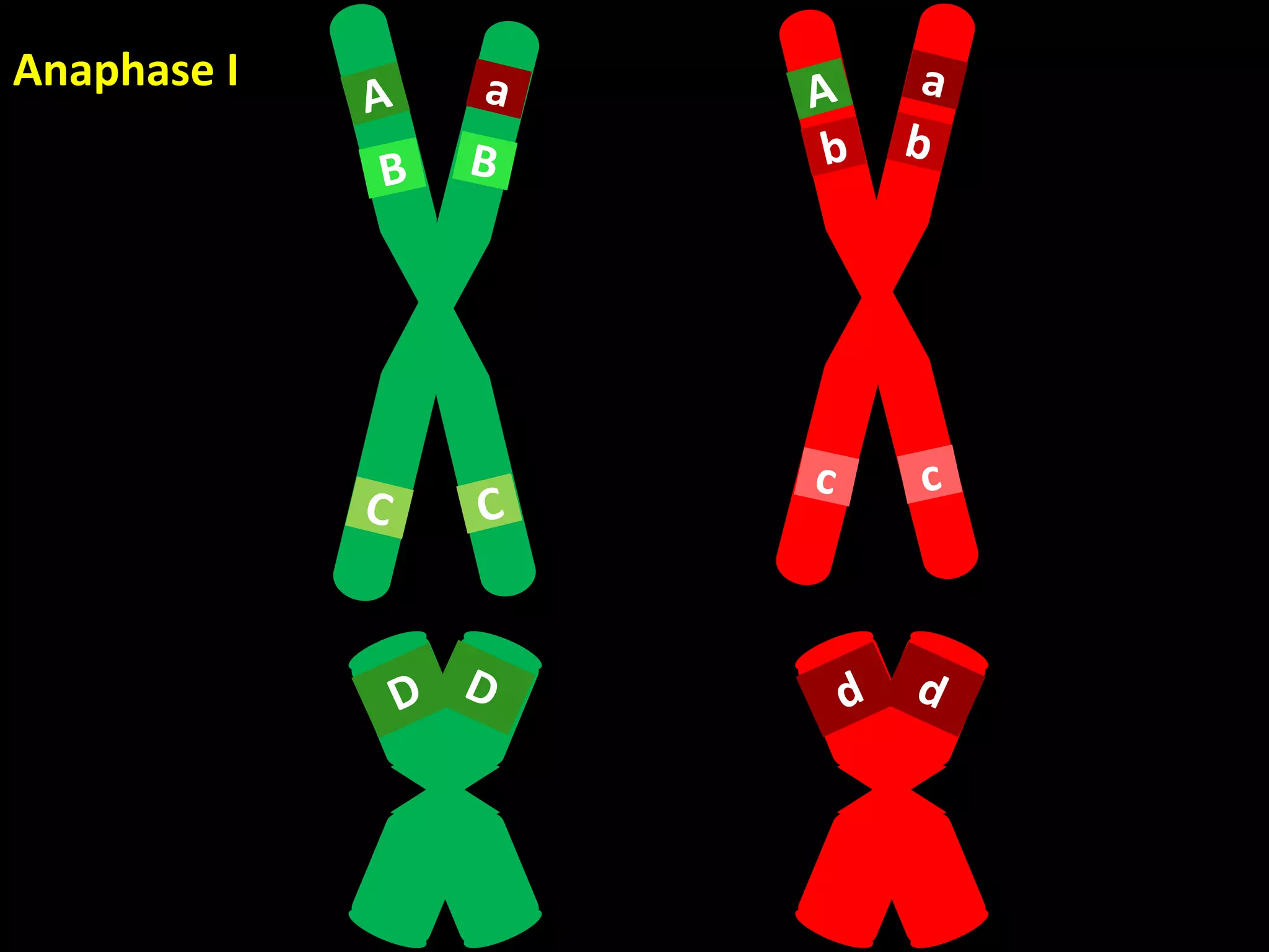 08 Meiosis and genetic diversity | PPTX