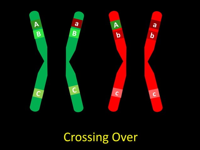 08 Meiosis and genetic diversity | PPT