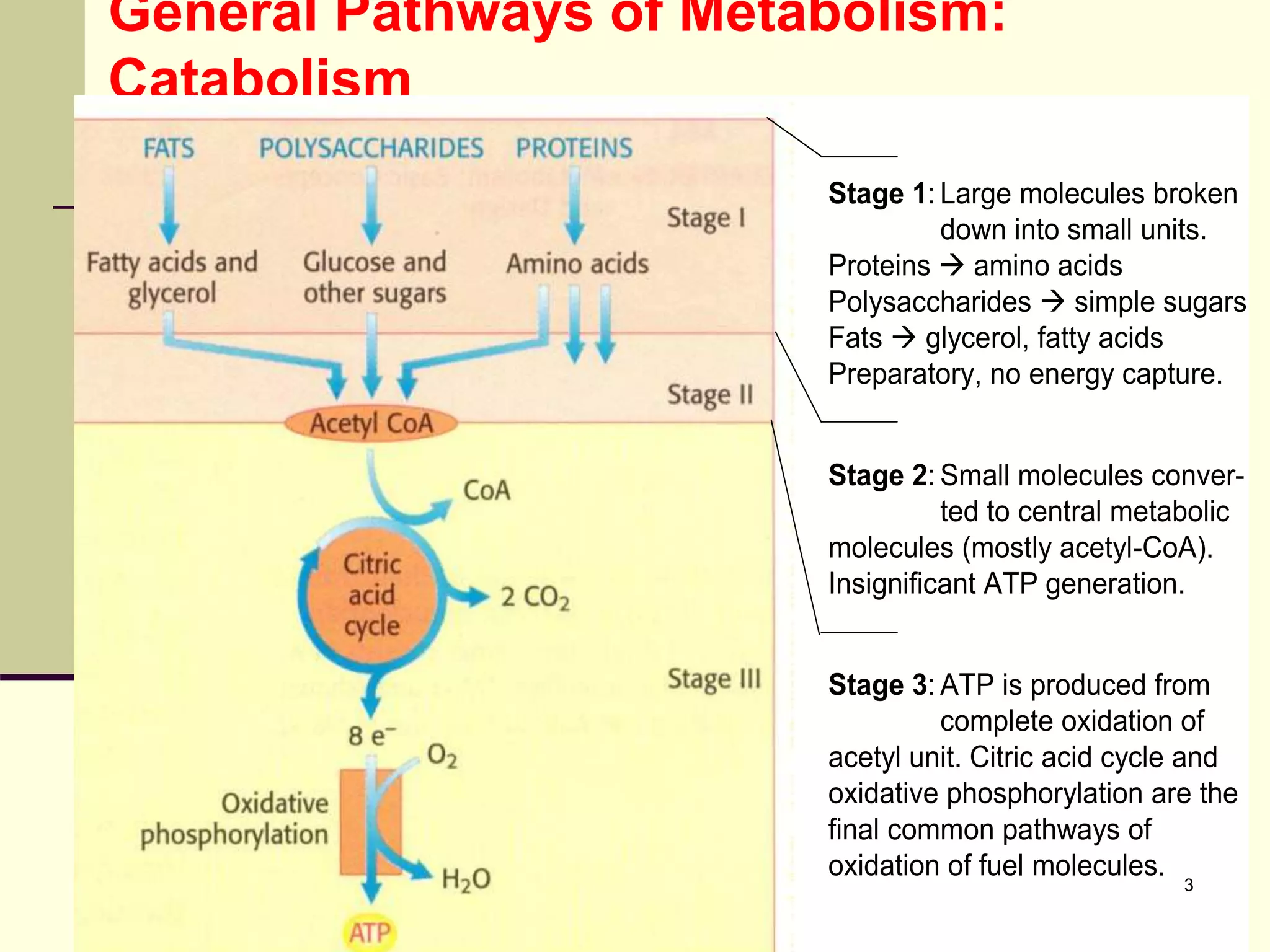 8_Metabolism,_catabolism_of_carbohydrates,_lipids_and_propteins.ppt