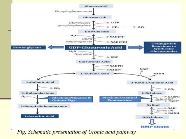 8_Metabolism,_catabolism_of_carbohydrates,_lipids_and_propteins.ppt