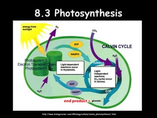 8 metabolism, cell respiration & photosynthesis syllabus statements | PPT