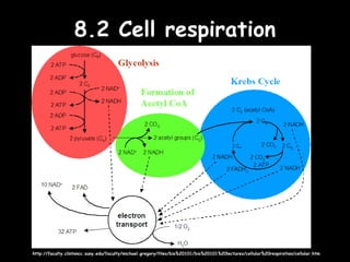 8 metabolism, cell respiration & photosynthesis syllabus statements | PPT