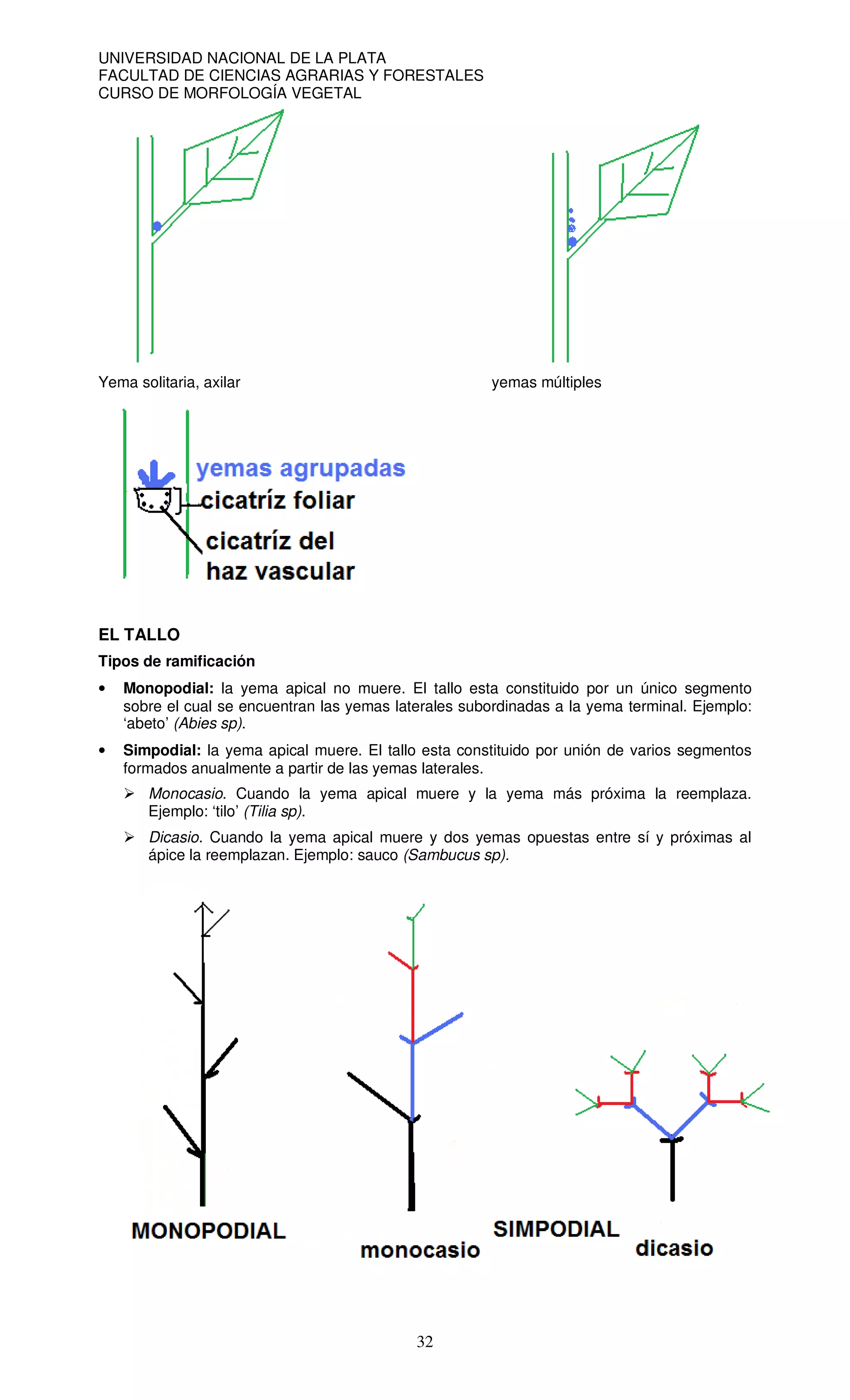 8 morfologia tallo_y_adaptaciones | PDF