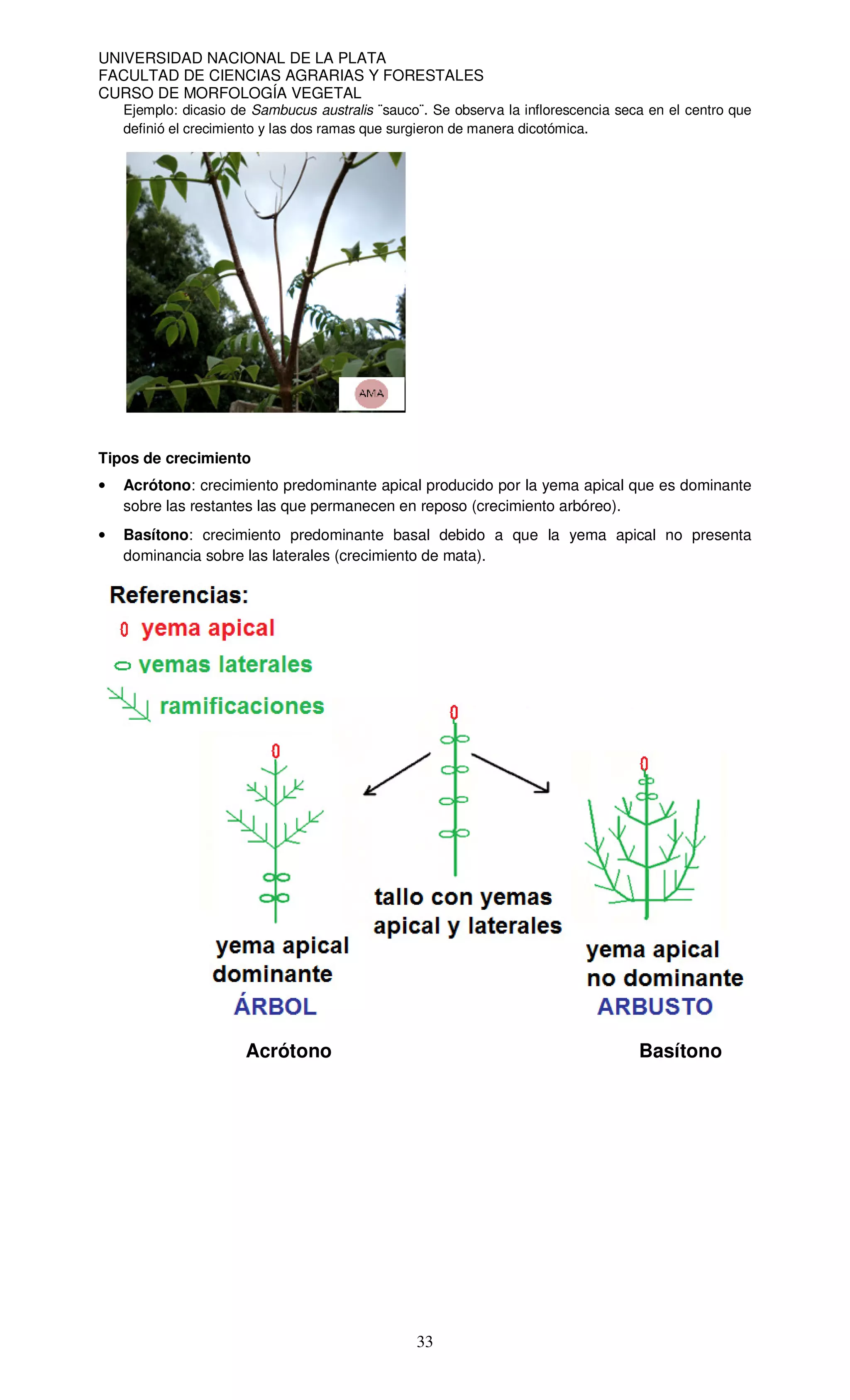 8 morfologia tallo_y_adaptaciones | PDF