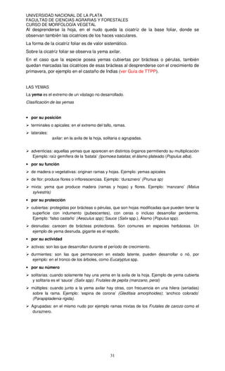 8 morfologia tallo_y_adaptaciones | PDF