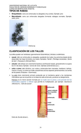 8 morfologia tallo_y_adaptaciones | PDF
