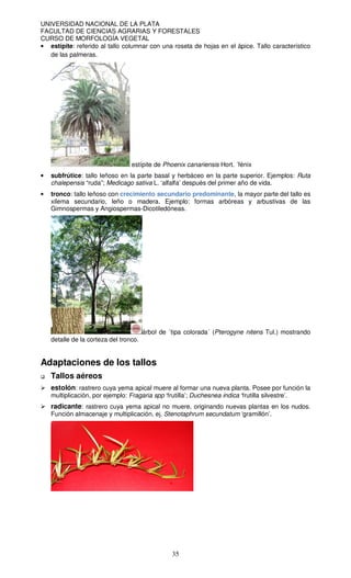 8 morfologia tallo_y_adaptaciones | PDF