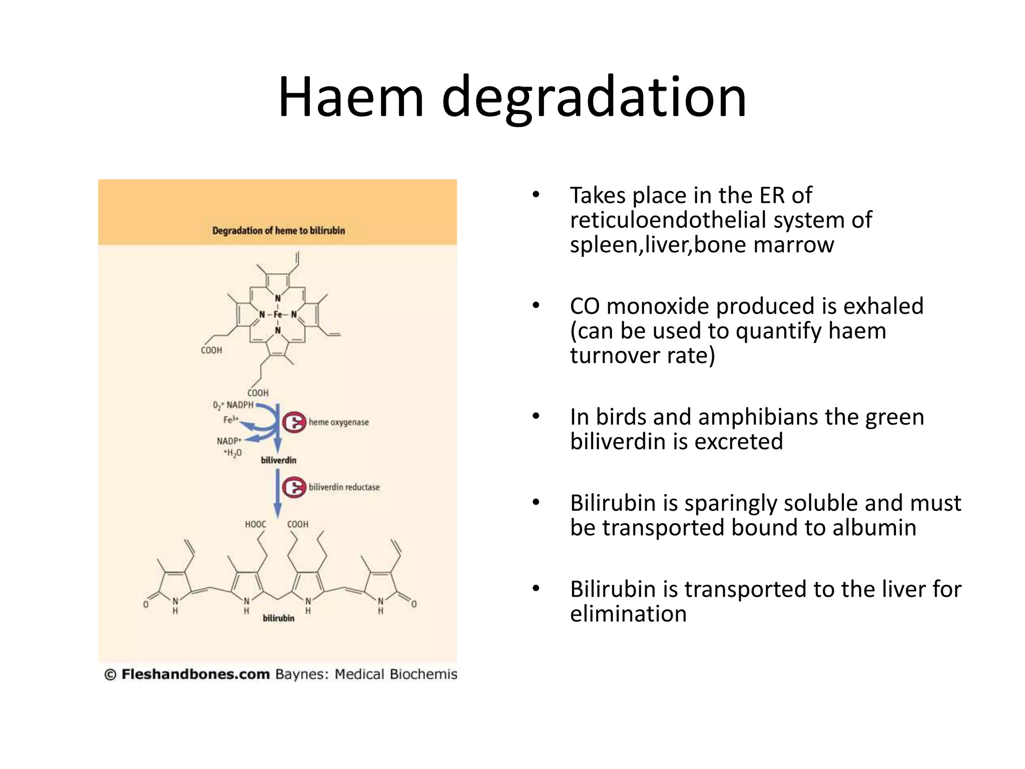 Haem metabolism | PPTX | Blood Disorders | Diseases and Conditions