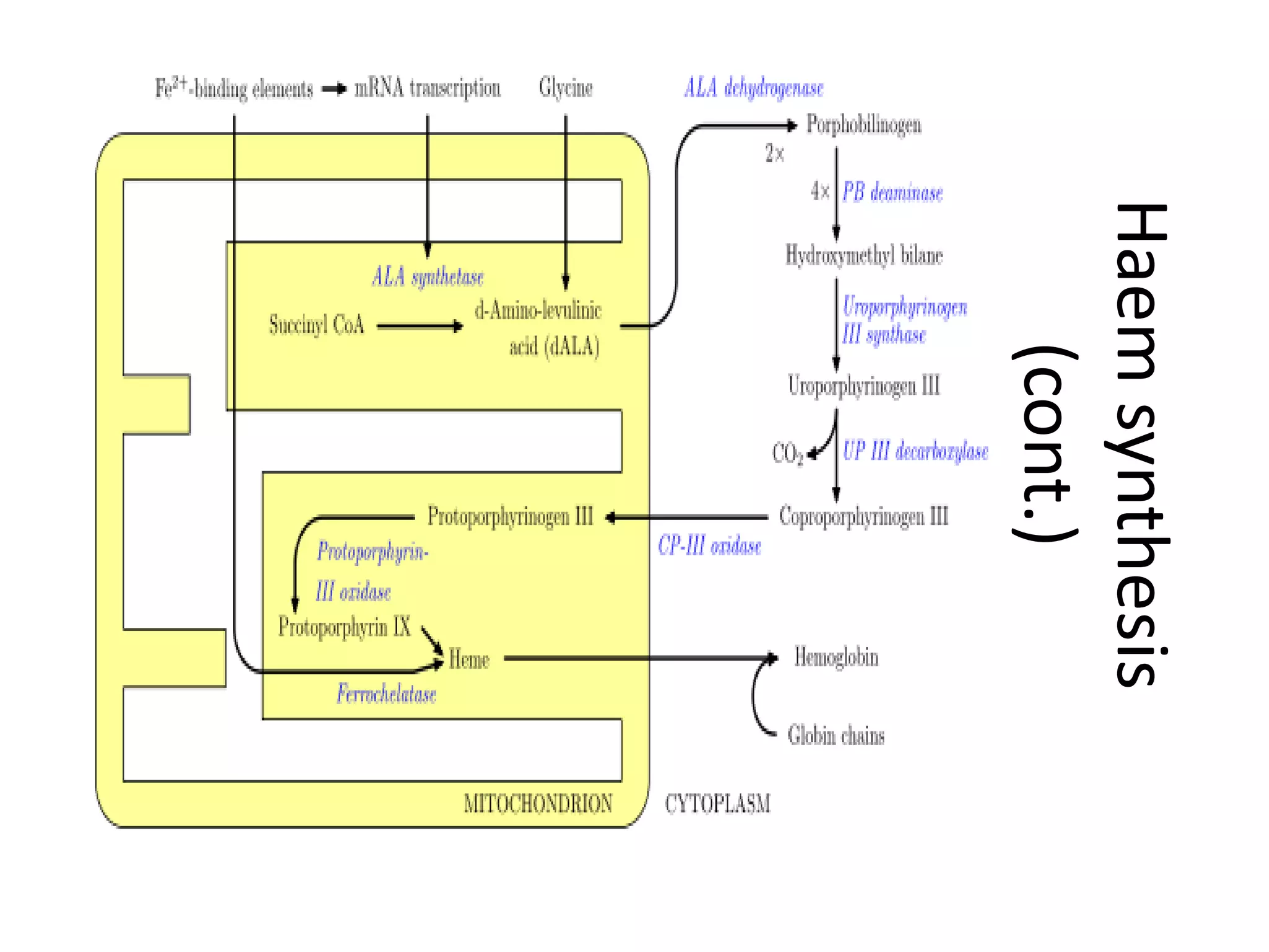 Haem metabolism | PPTX | Blood Disorders | Diseases and Conditions