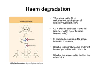 Haem metabolism | PPTX