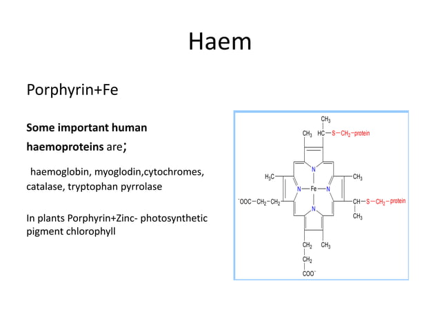 Haem metabolism | PPTX | Blood Disorders | Diseases and Conditions
