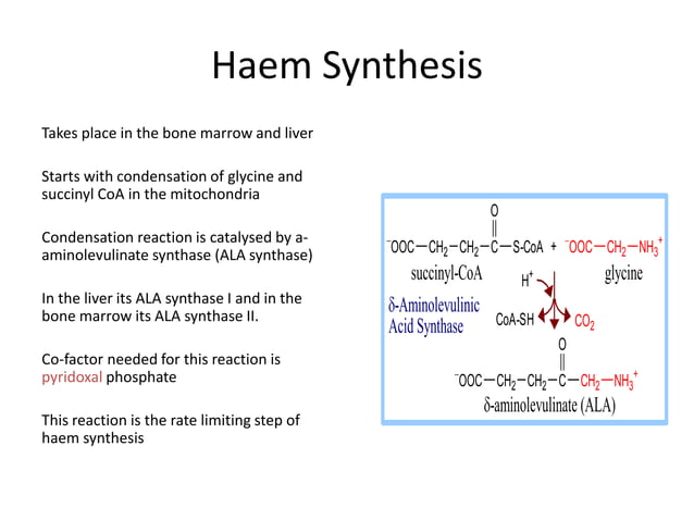 Haem metabolism | PPTX | Blood Disorders | Diseases and Conditions