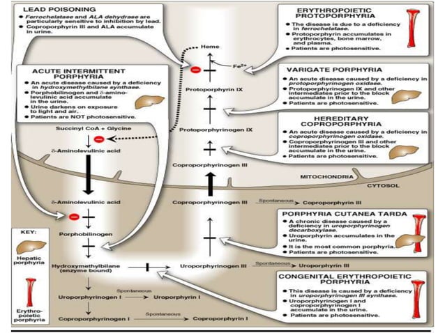Haem metabolism