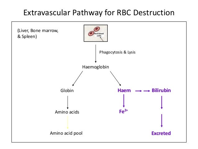 Haem metabolism