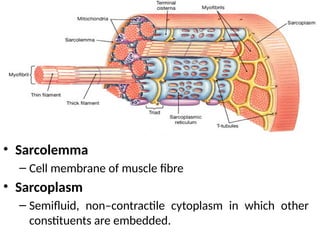 8 Muscle & cartilage biomed detailed .pptx