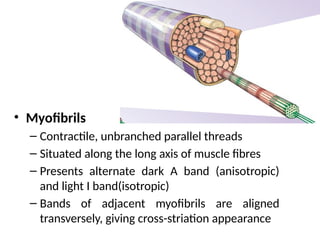 8 Muscle & cartilage biomed detailed .pptx