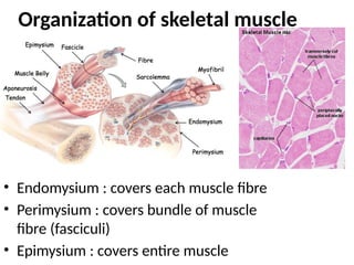 8 Muscle & cartilage biomed detailed .pptx