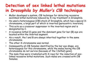 Mutation | PPTX