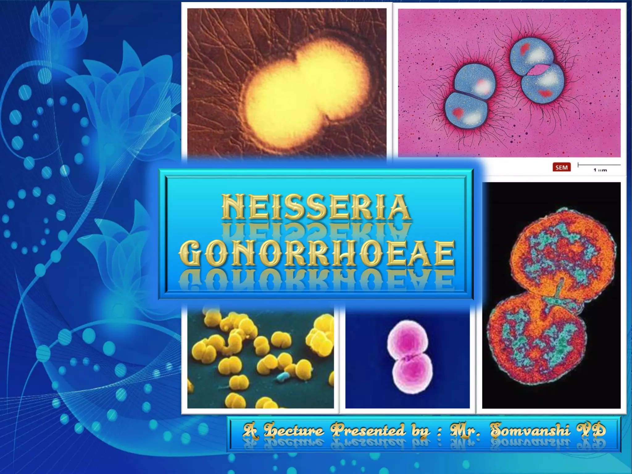 8 NEISSERIA GONORRHOEAE.pdf